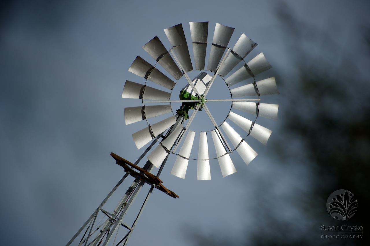 Dizzying - Susan Onysko Photography